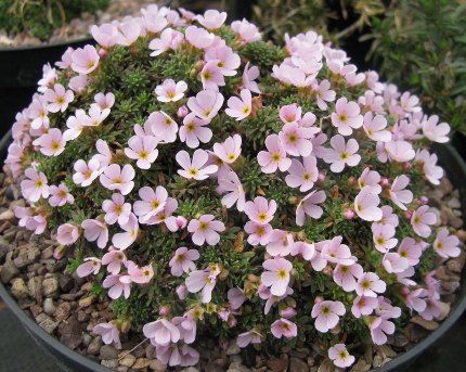 Pottertons Nursery - Androsace carnea x pyrenaica