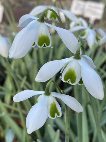 Pottertons Nursery - .Galanthus (Snowdrops)