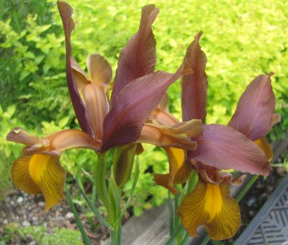 Pottertons Nursery - Iris hollandica 'Autumn Princess'