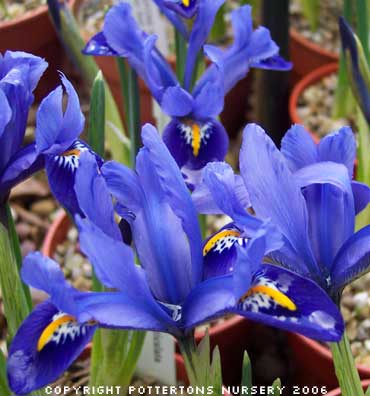 Pottertons Nursery - Iris reticulata 'Joyce'