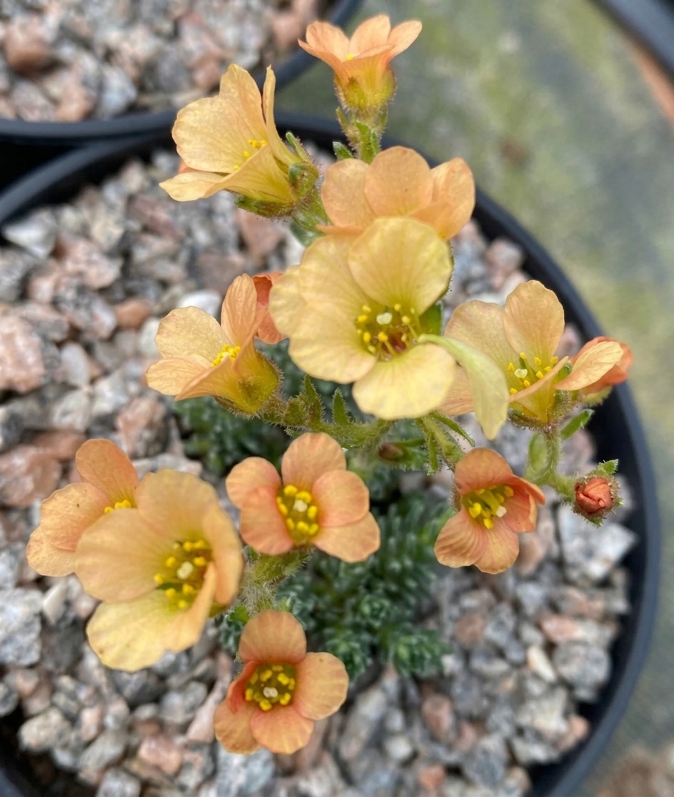 Pottertons Nursery - Saxifraga porophylla