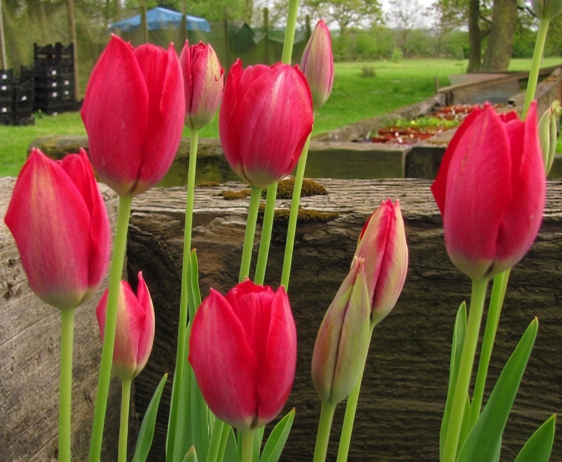Pottertons Nursery - Tulipa aximensis